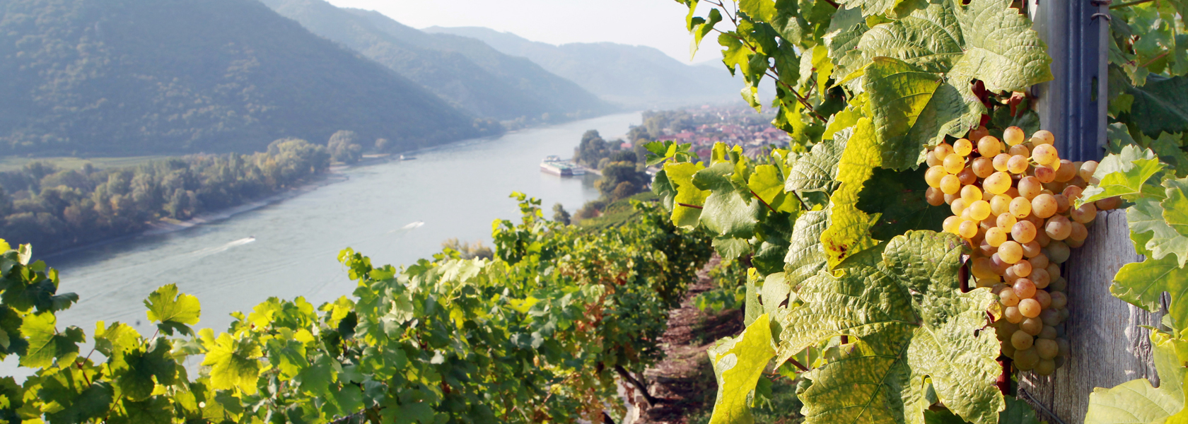 Země vína Dolní Rakousko - Jídlo a pití